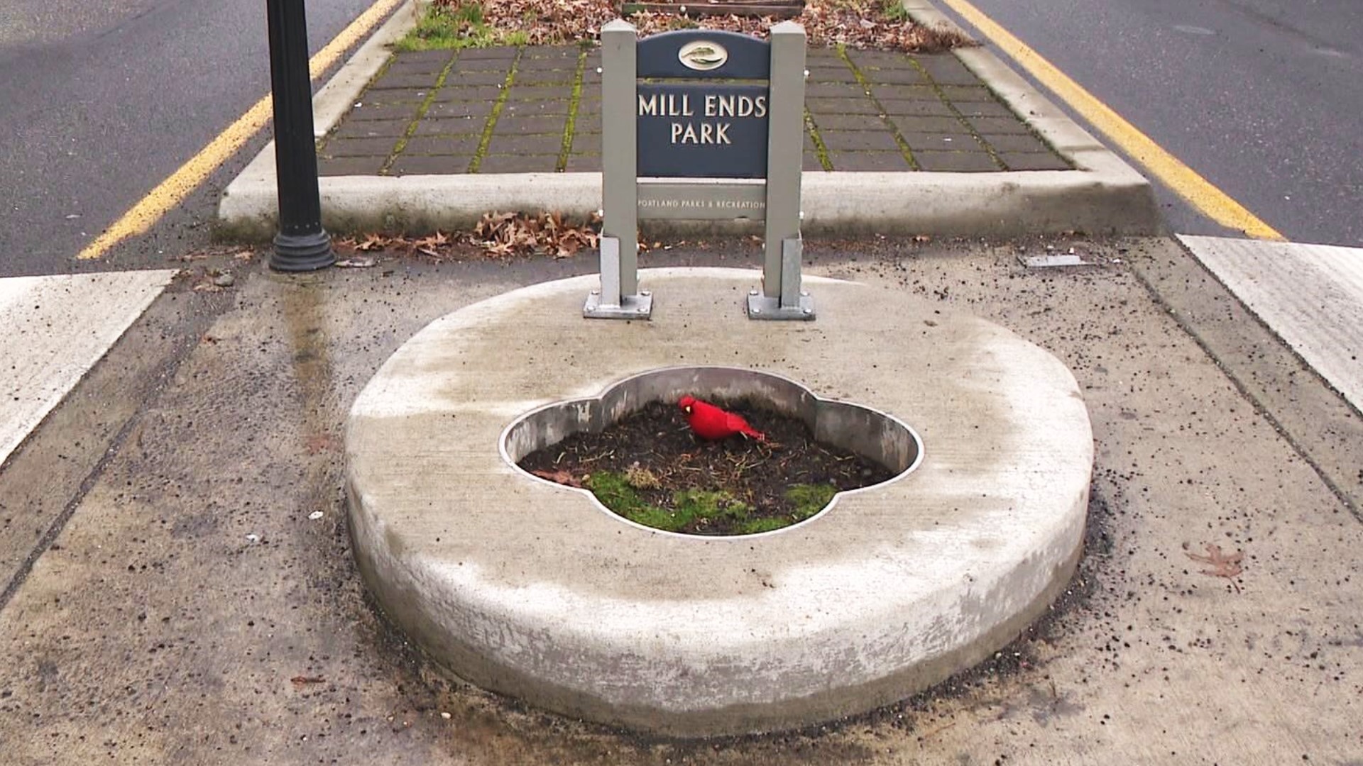 Missing tree replaced at 'world's smallest park' in Portland | kgw.com