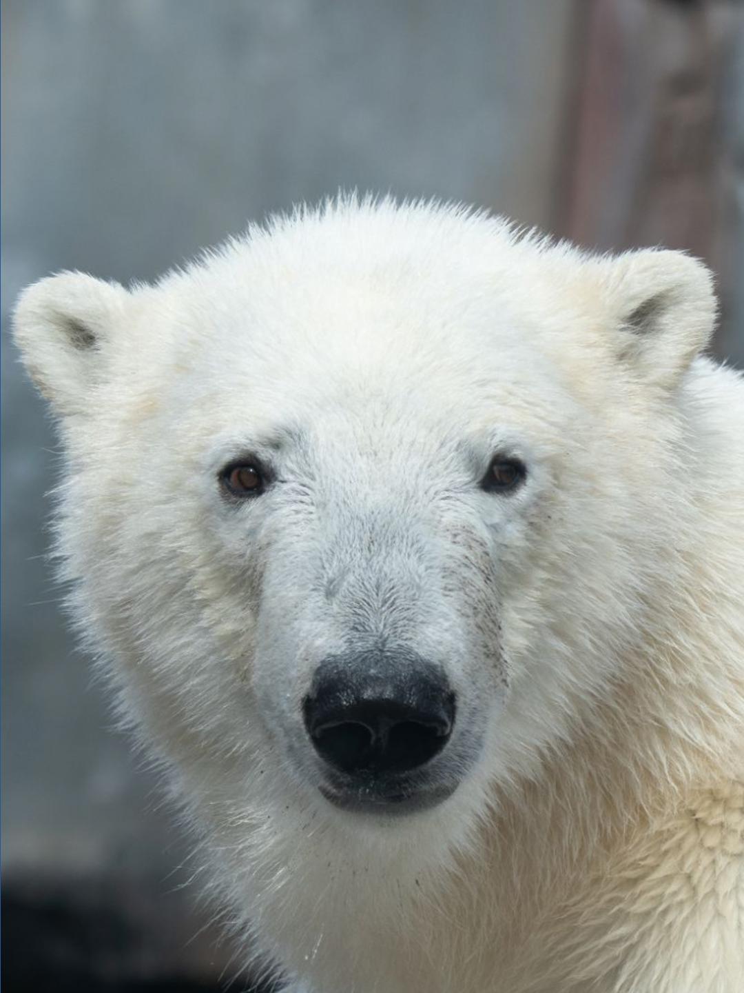 Oregon Zoo says goodbye to Nora the polar bear this fall | kgw.com
