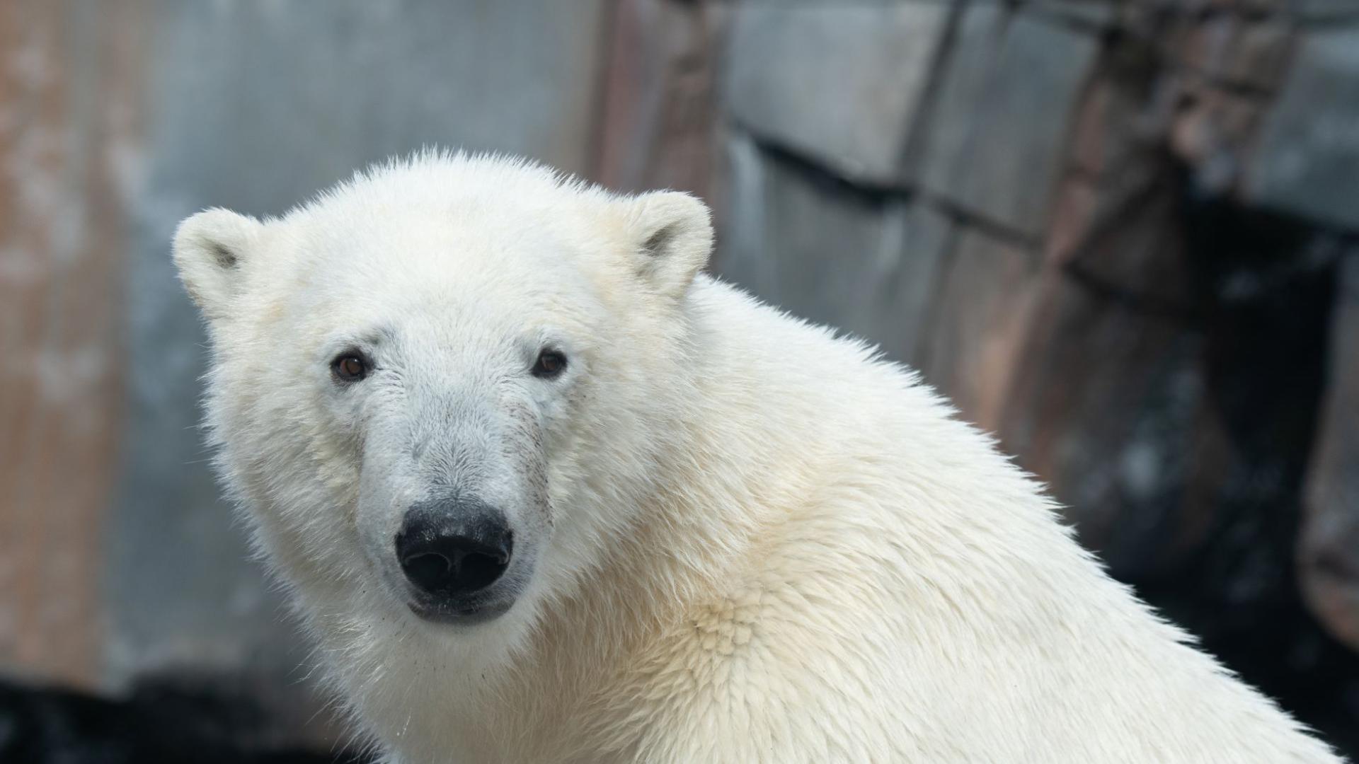 Oregon Zoo says goodbye to Nora the polar bear this fall | kgw.com
