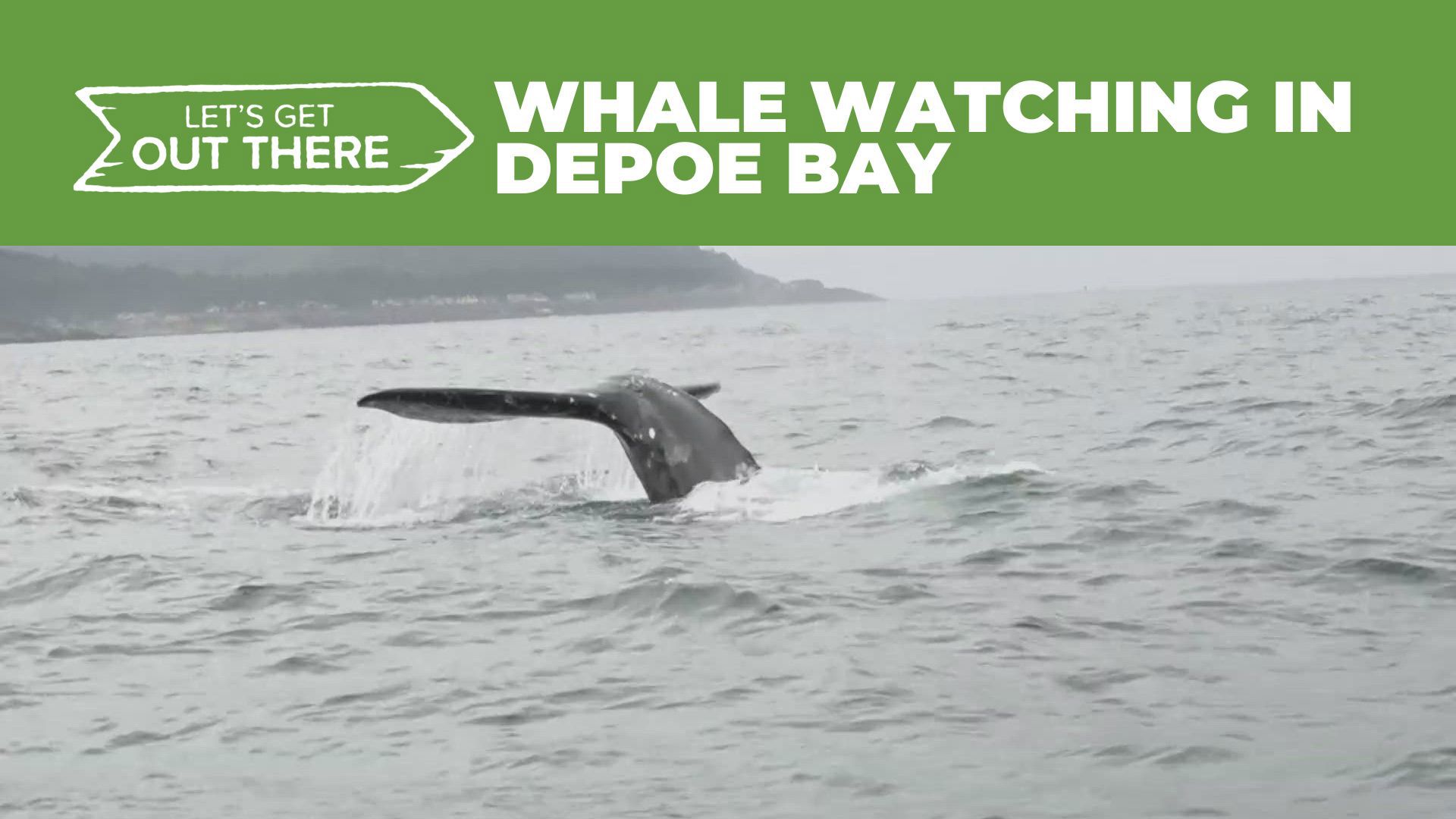 Depoe Bay whale tours offer rare, close-up views of gray whales feeding ...