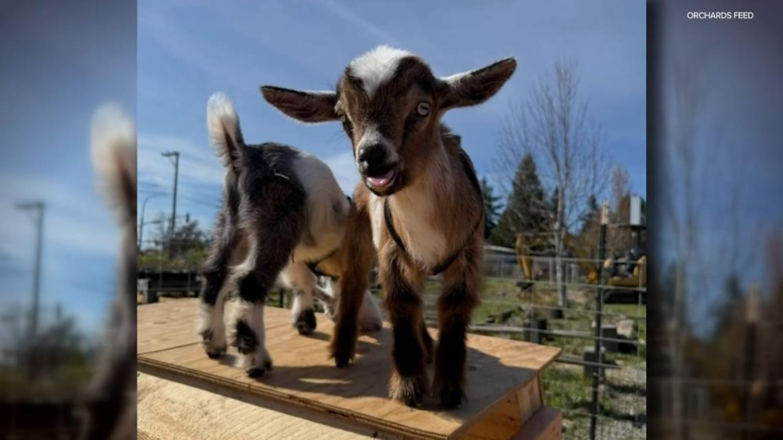 Baby goats and rabbit stolen from Clark County feed store | kgw.com