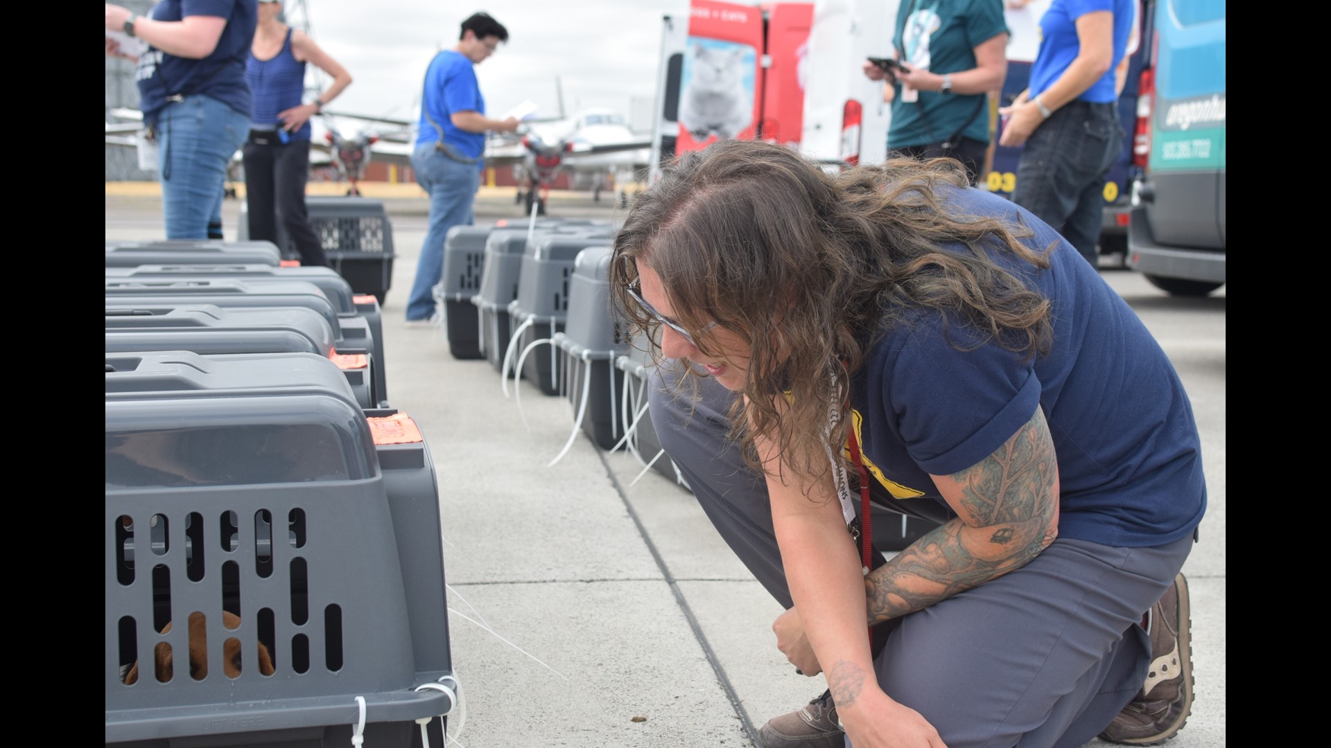 OHS receives approx. 80 beagles from historic rescue operation | kgw.com