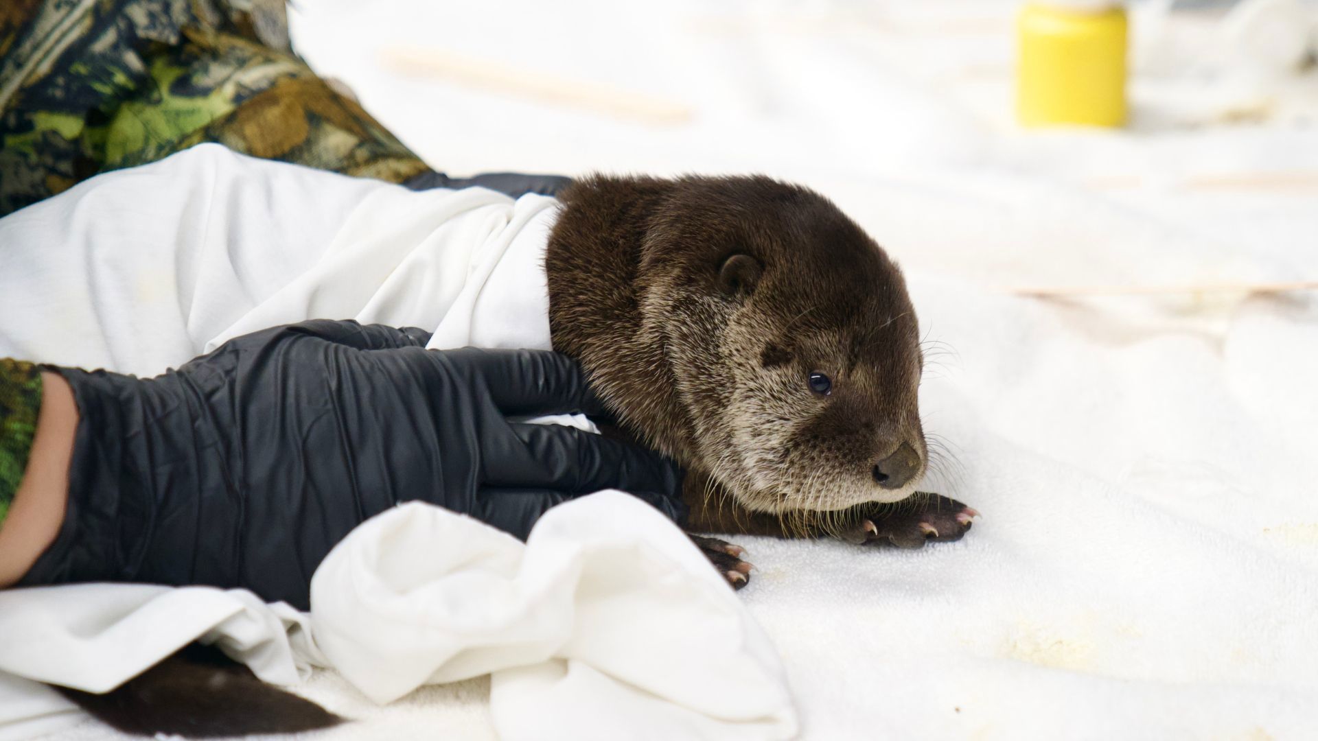 Oregon river otter pup finds permanent home at Kansas City Zoo | kgw.com