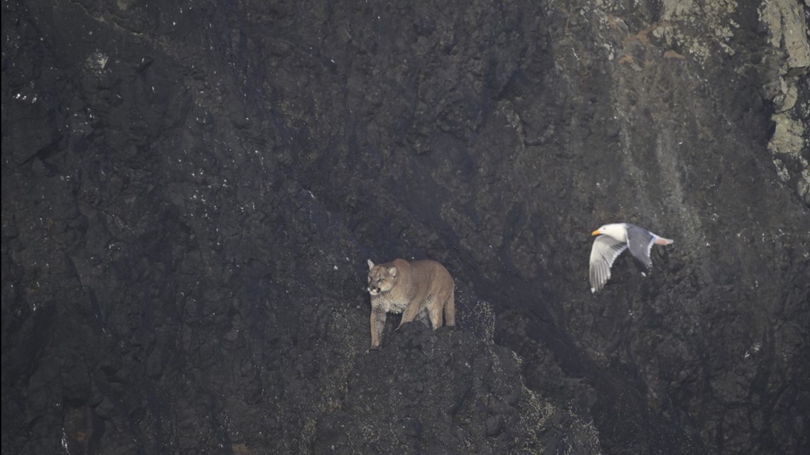 Cougar sighting on Haystack Rock causes beach closure | kgw.com