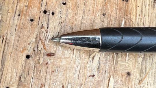 Invasive beetle could spell trouble for Oregon’s iconic oak tree | kgw.com