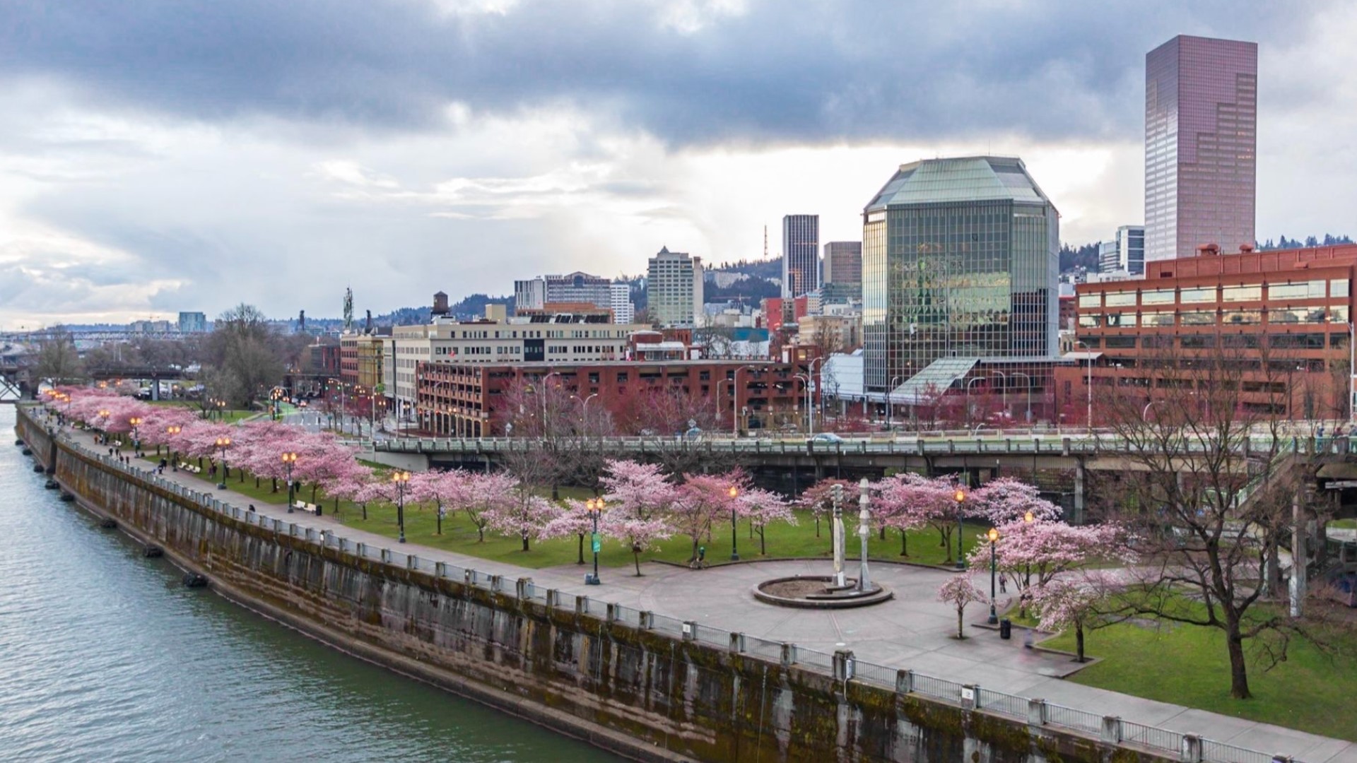 Cherry blossoms around Portland: Where you can see them | kgw.com