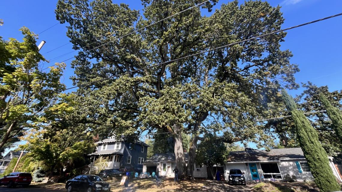 City of Portland asks couple to pay for $20K tree removal | kgw.com