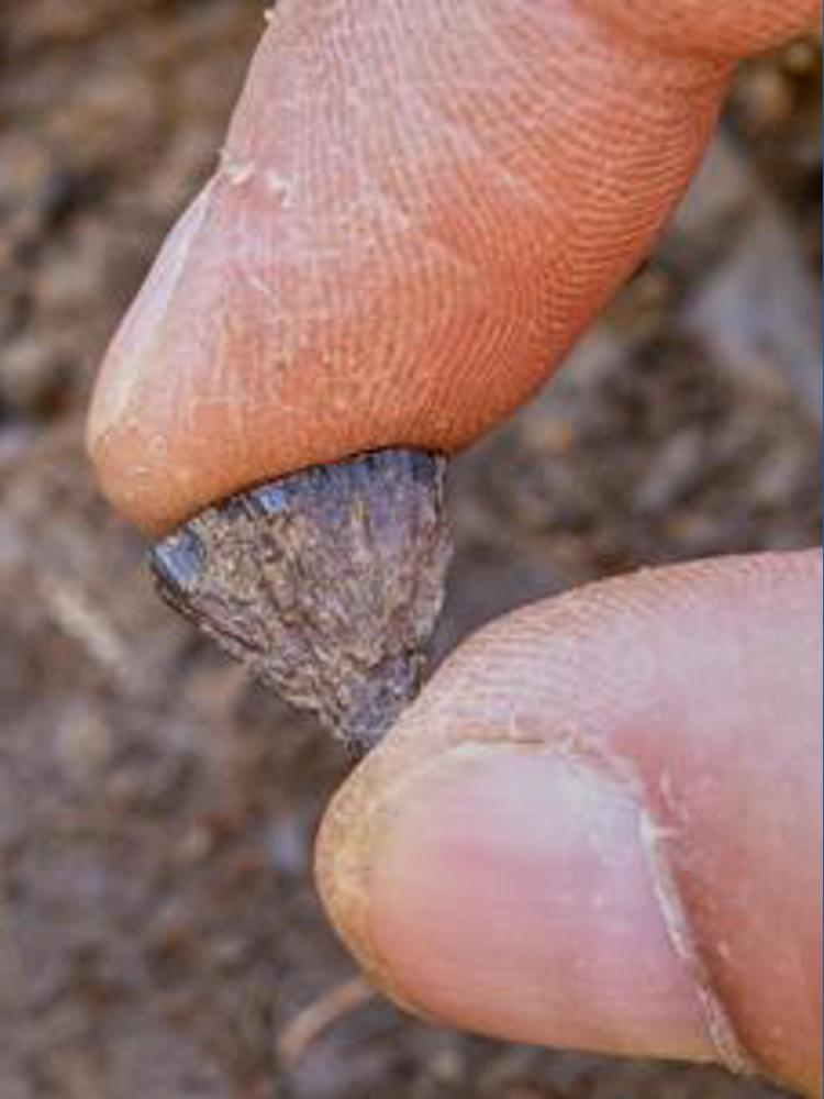 Study finds humans were making fire 400,000 years ago, far earlier than ...