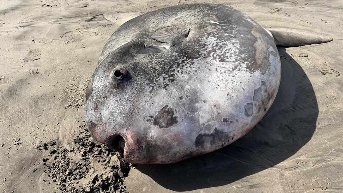Rare giant fish washes up on Oregon Coast | kgw.com