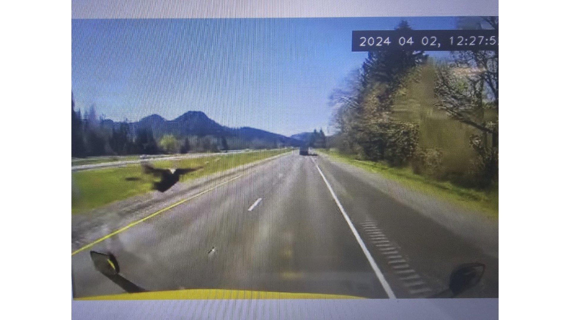 Turkey crashes through truck windshield, hits and injures driver | kgw.com