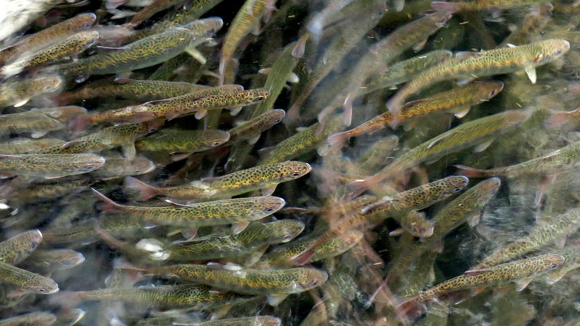 PNW tribes' fishing rights to be protected with $240M from gov | kgw.com