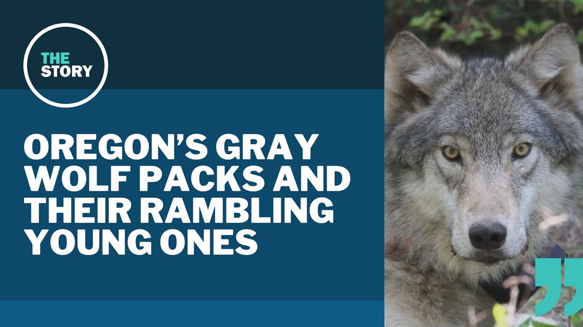 The state-spanning travels of Oregon's gray wolves | kgw.com