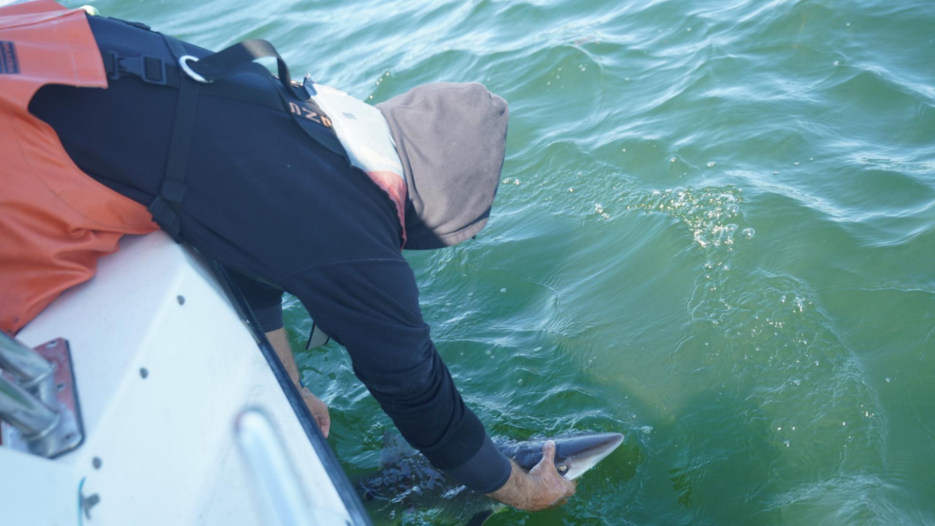 2 shark species documented in Puget Sound for 1st time | kgw.com