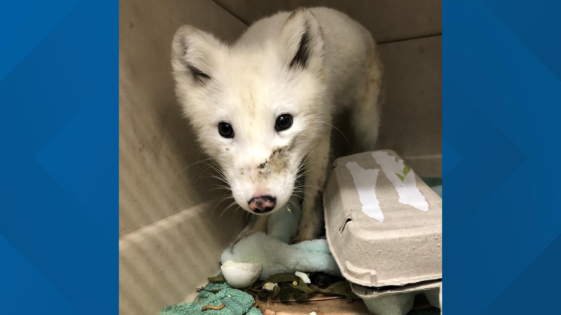 Arctic fox found in Portland taken to wildlife hospital | kgw.com