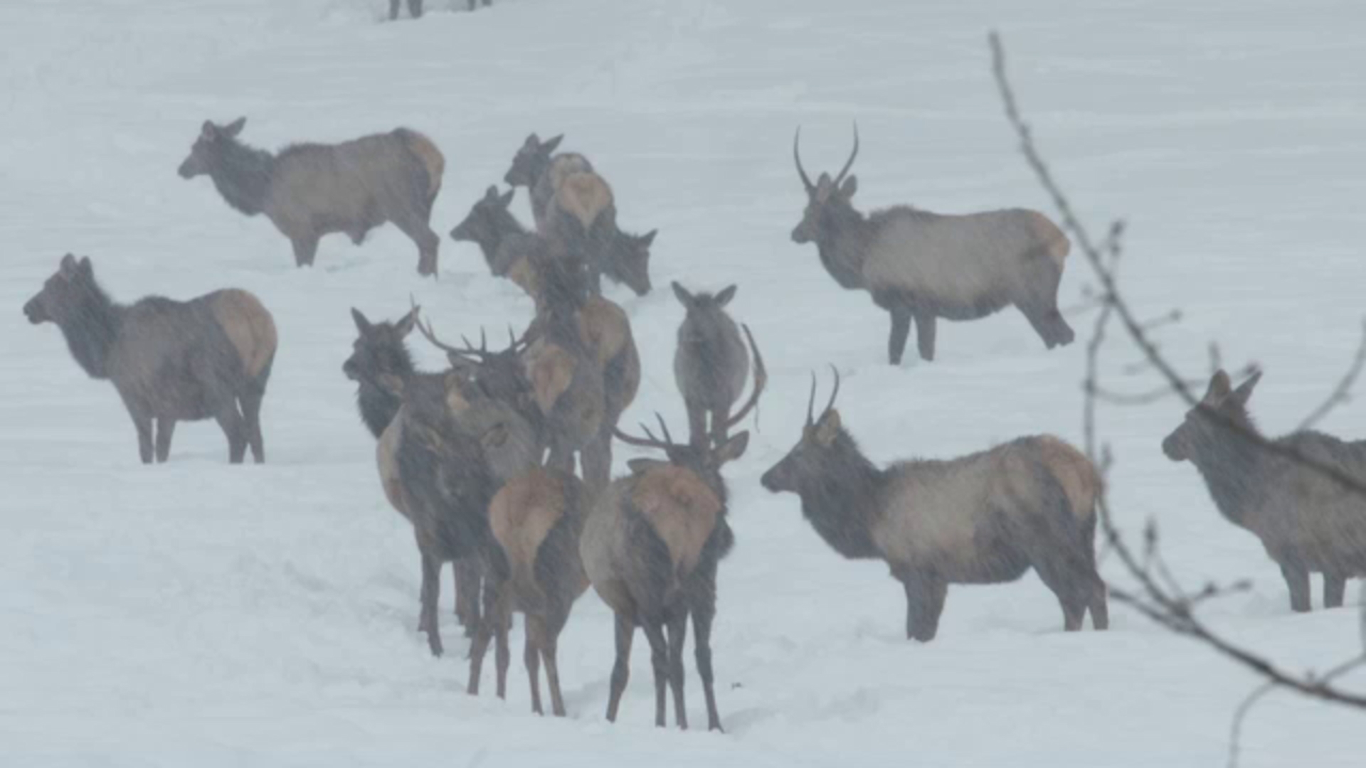 Baker County artist sketches majestic Oregon elk herds | kgw.com