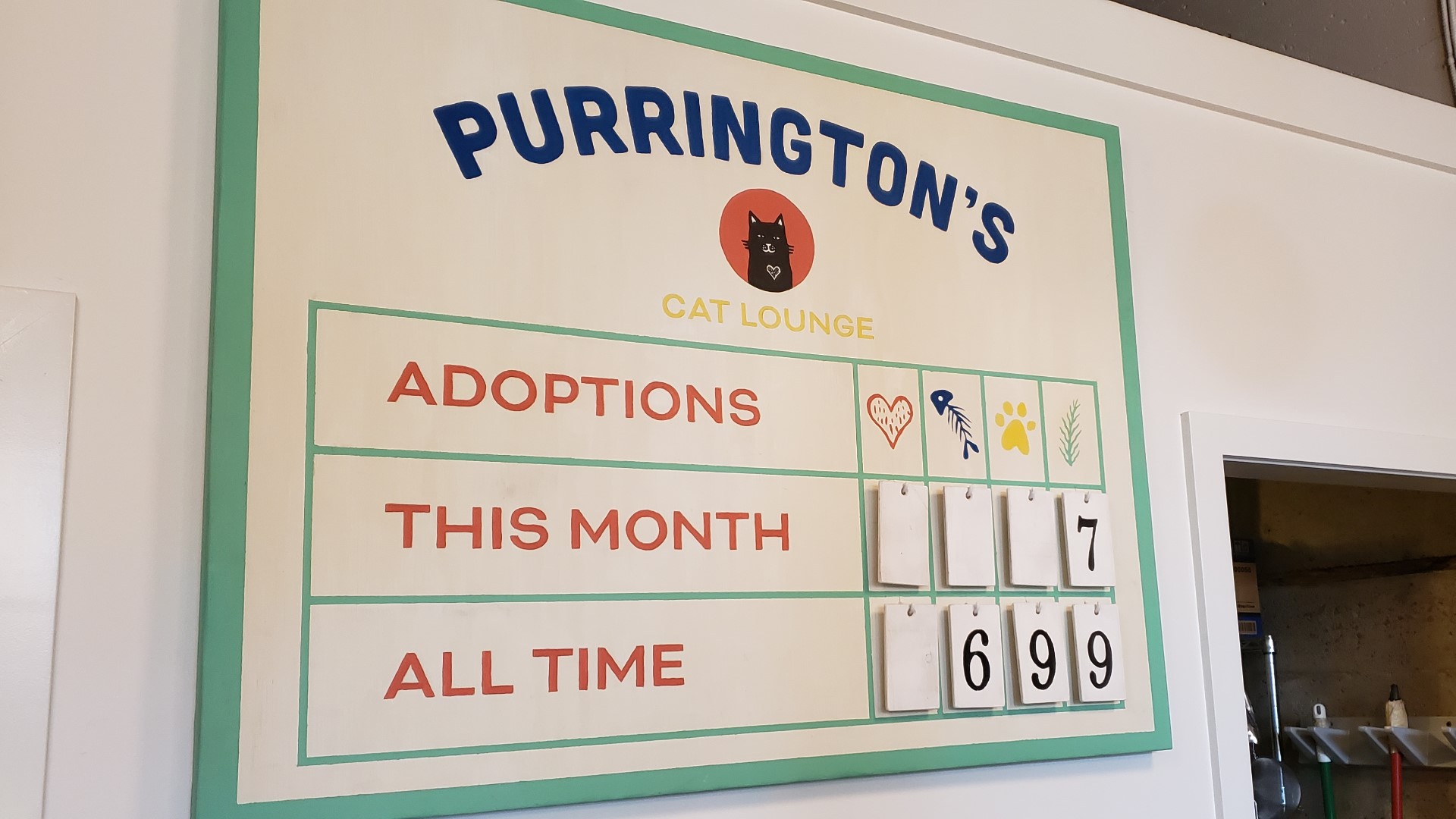 Purrington's Cat Cafe is open for food, petting and adoptions | kgw.com