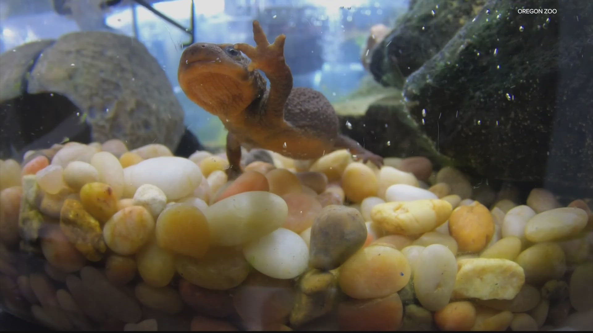 Mazama newts lay eggs for the first time in human care at Oregon Zoo ...
