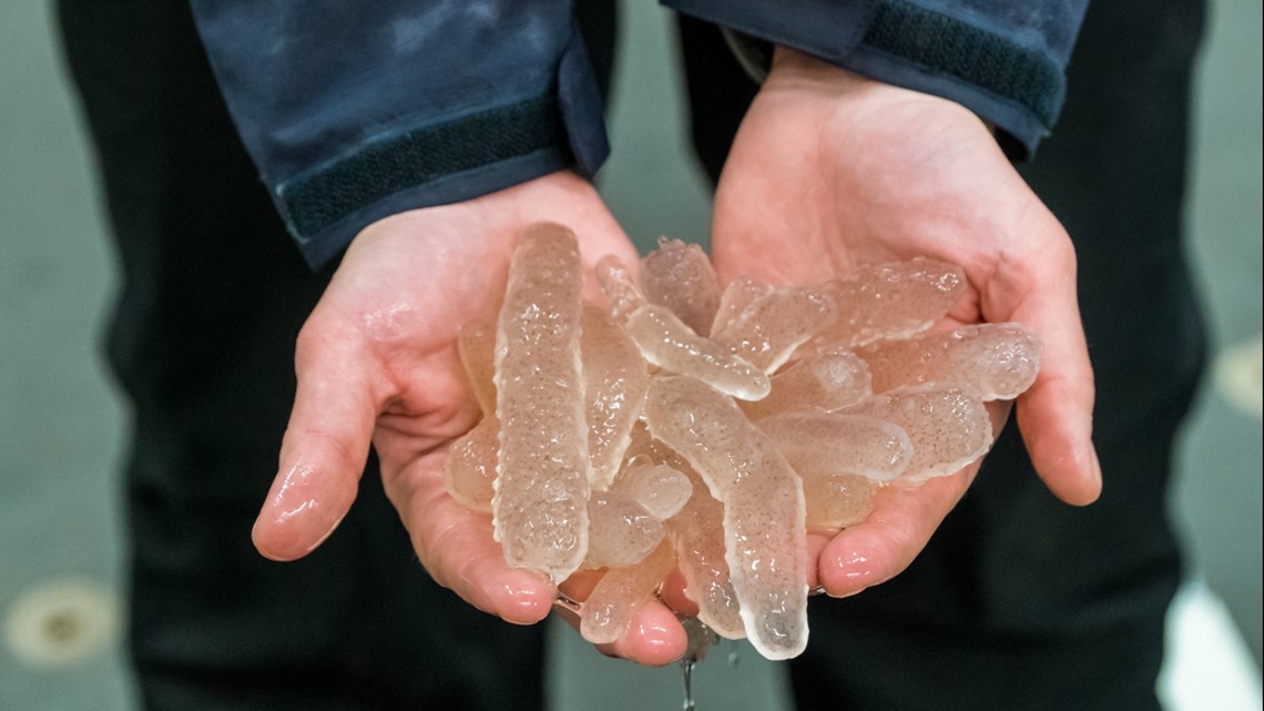 How some weird, gelatinous creatures on the Oregon Coast led to ...
