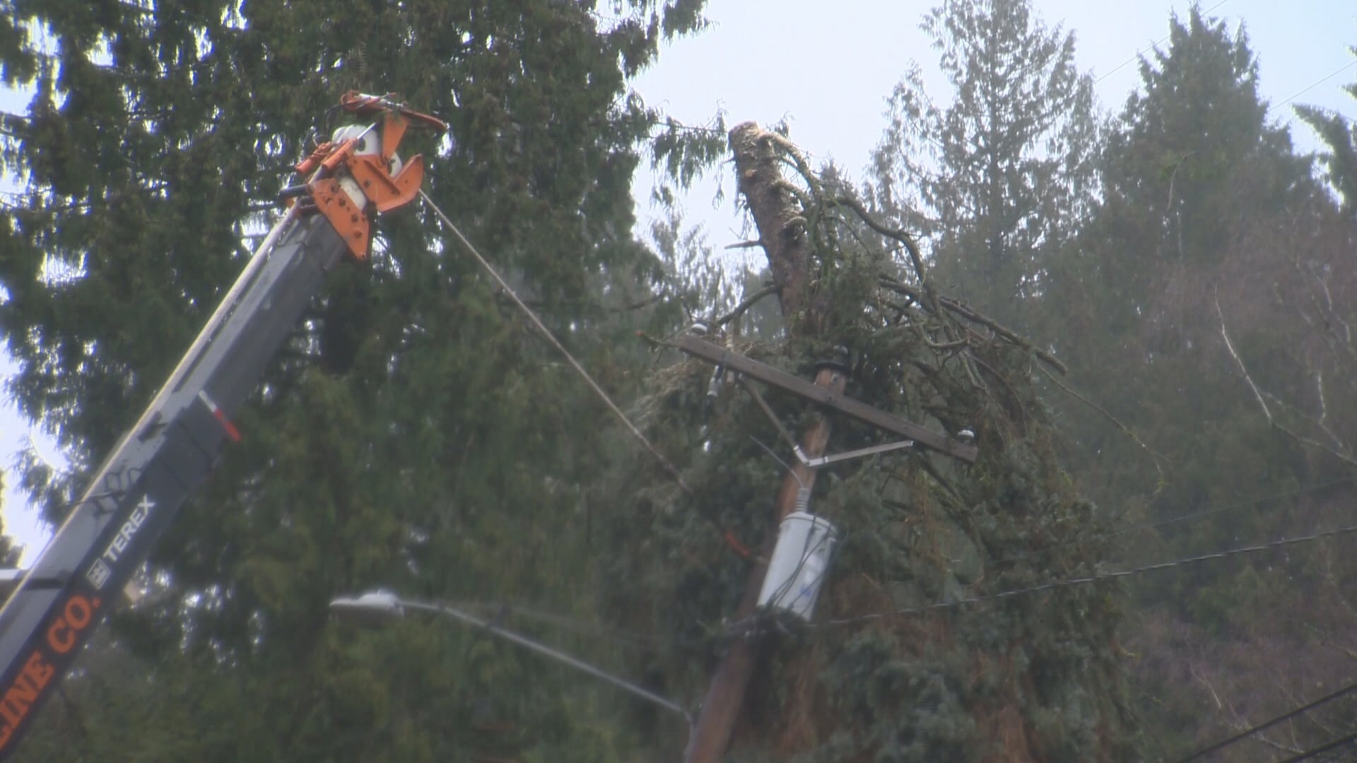 Portland Parks & Rec tackles nearly 80 tree emergencies from Monday's storm | kgw.com