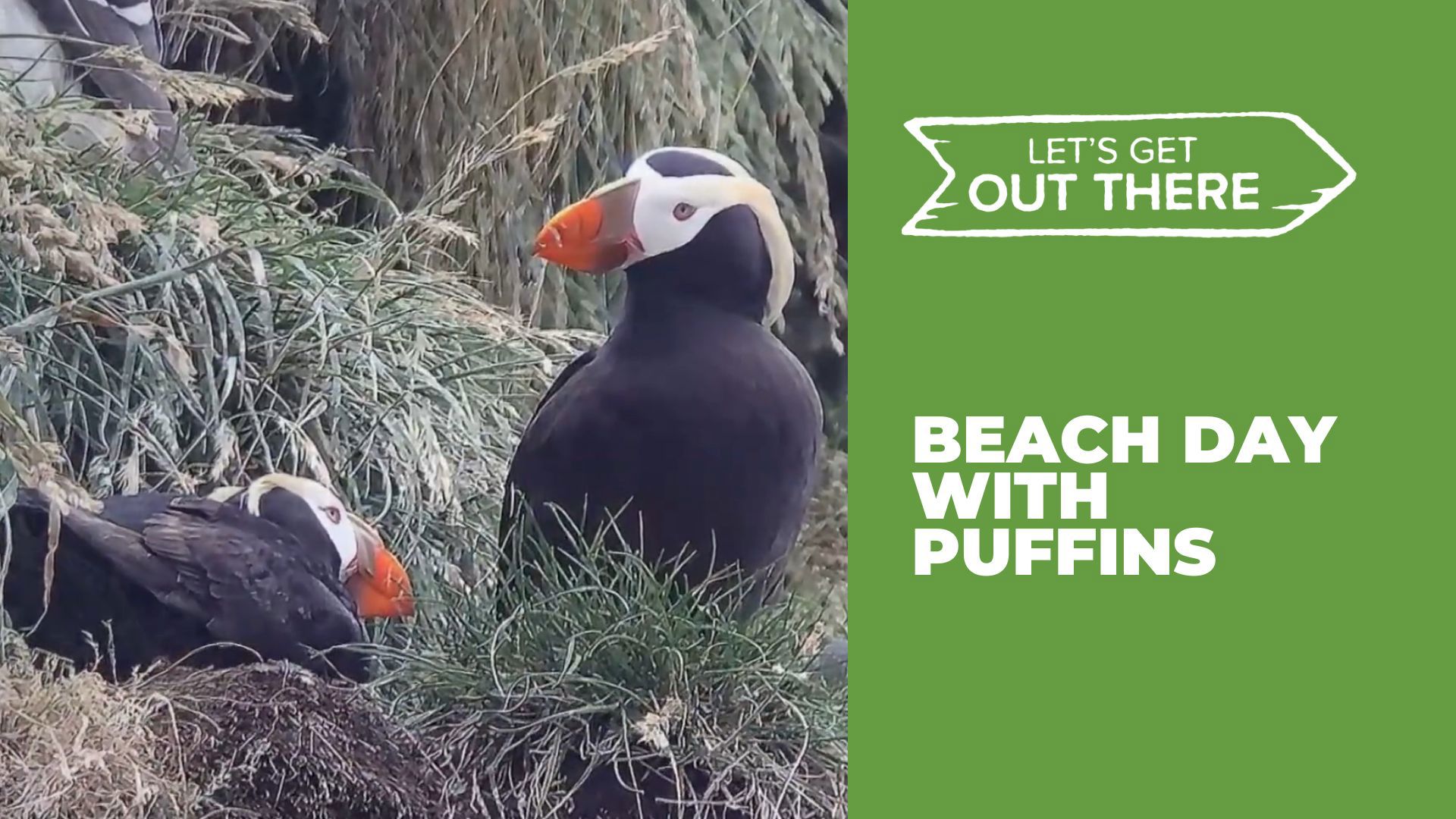 Tufted puffins due to return to Haystack Rock for nesting season this ...