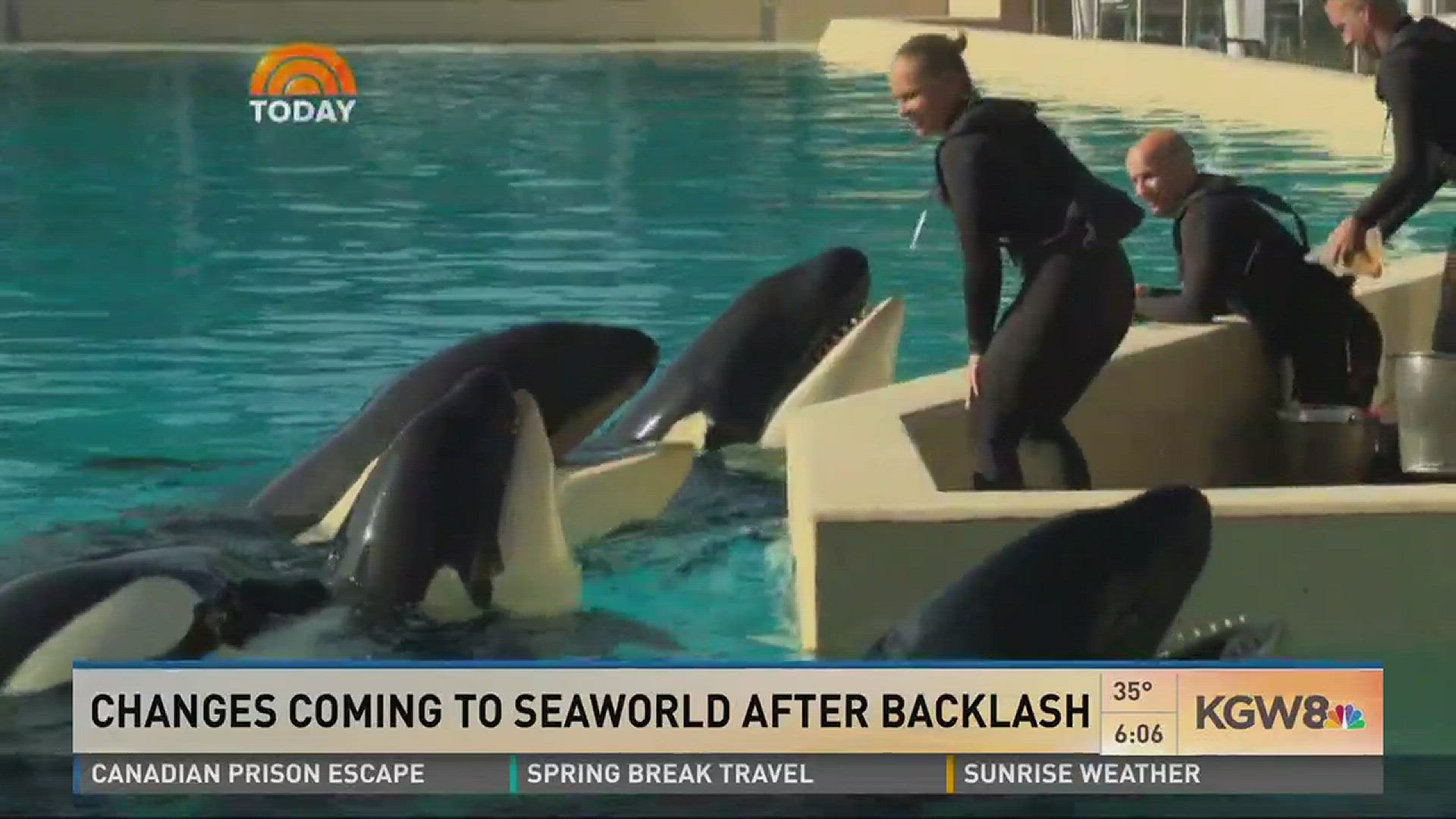 SeaWorld to phase out killer-whale shows, captivity | kgw.com