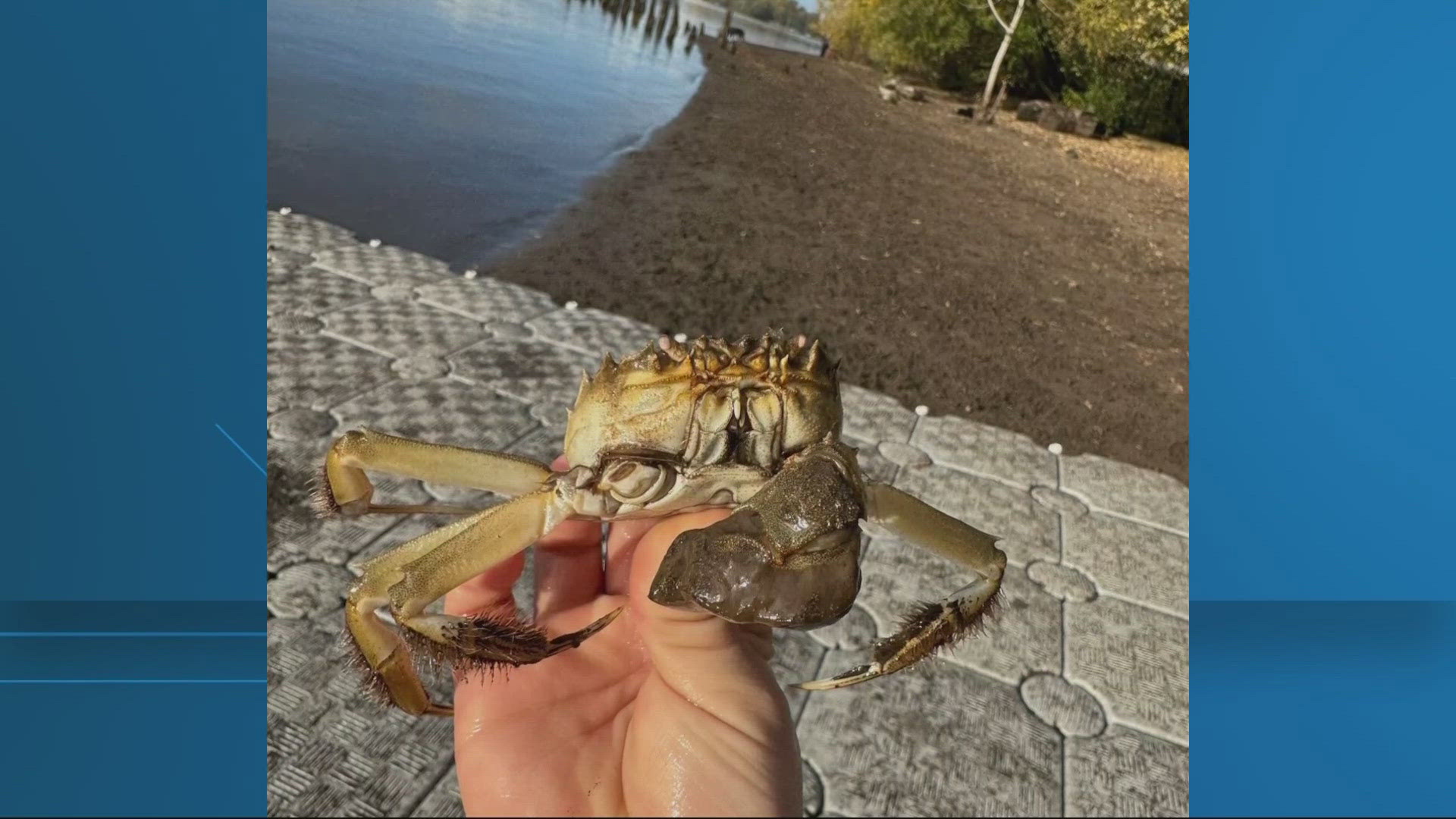 Fuzzy, destructive, invasive crab found in Willamette River. Scientists ...