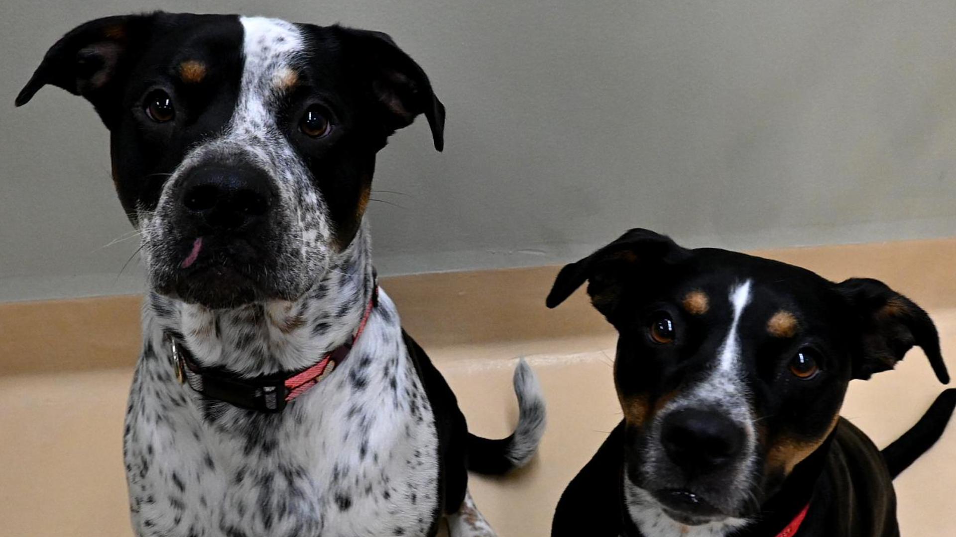 Oregon Humane Society cuts fees for adult pet adoptions in Portland ...