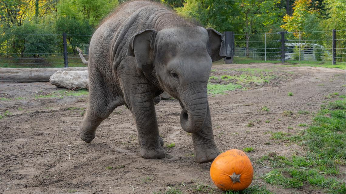'Squishing of the Squash'? Oregon Zoo's baby elephant just wanted to ...