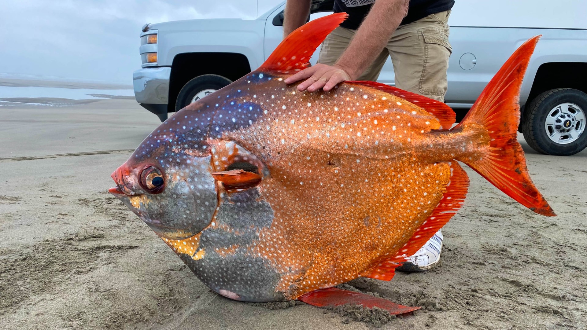 Opah, fish rare to Oregon Coast, found on Sunset Beach | kgw.com