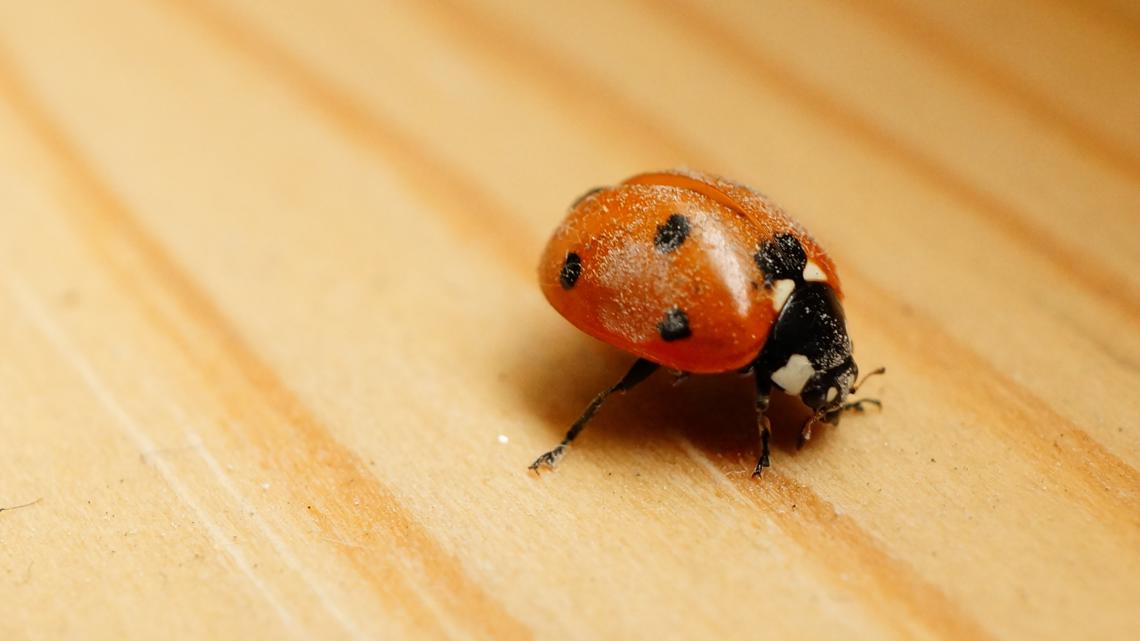 Why are there so many ladybugs? | kgw.com