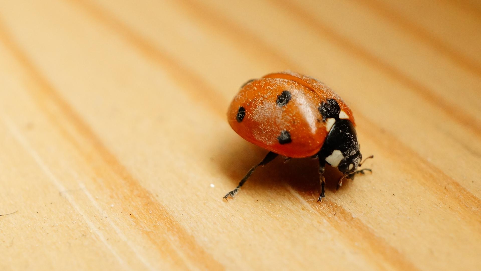 Why are there so many ladybugs? | kgw.com