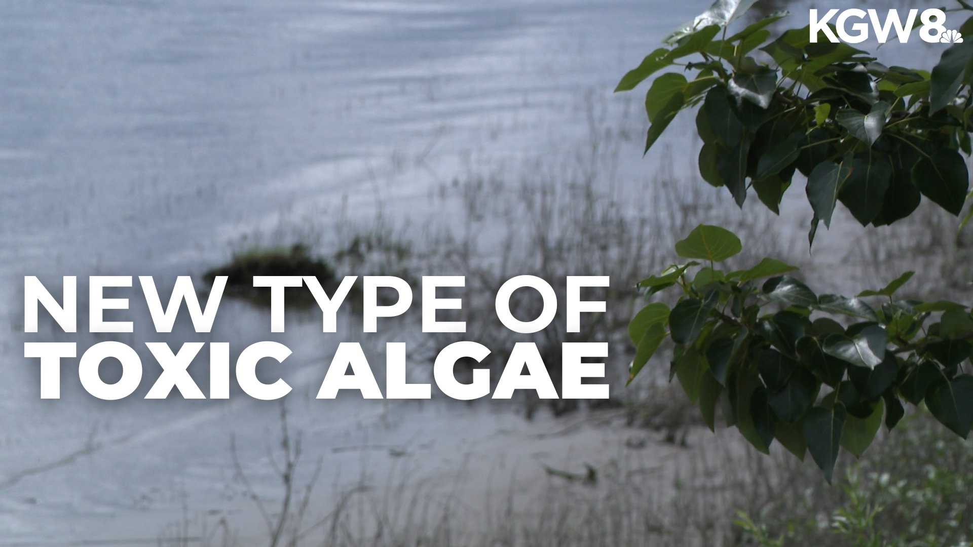 Health officials warn of new type of toxic algae after dog's death ...