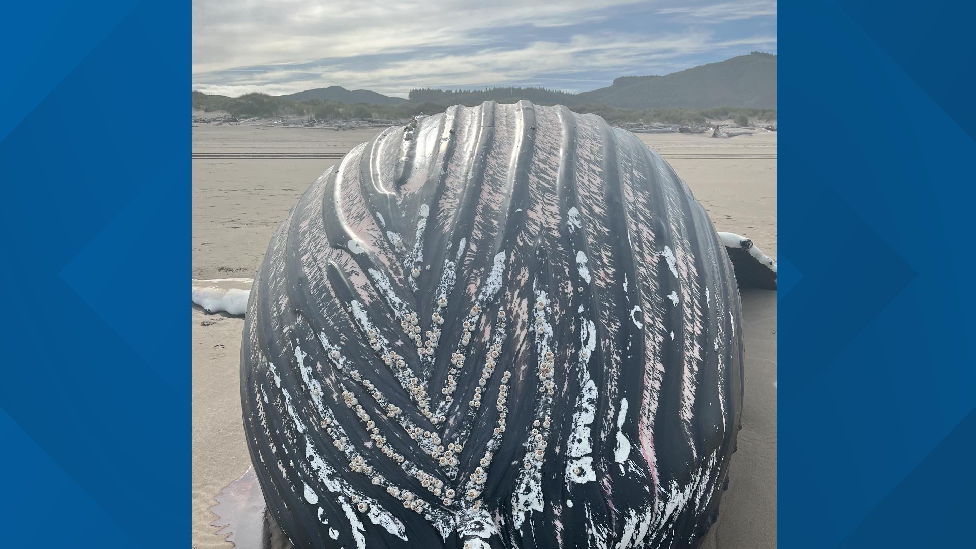Dead humpback whale washes ashore on Oregon Coast | kgw.com