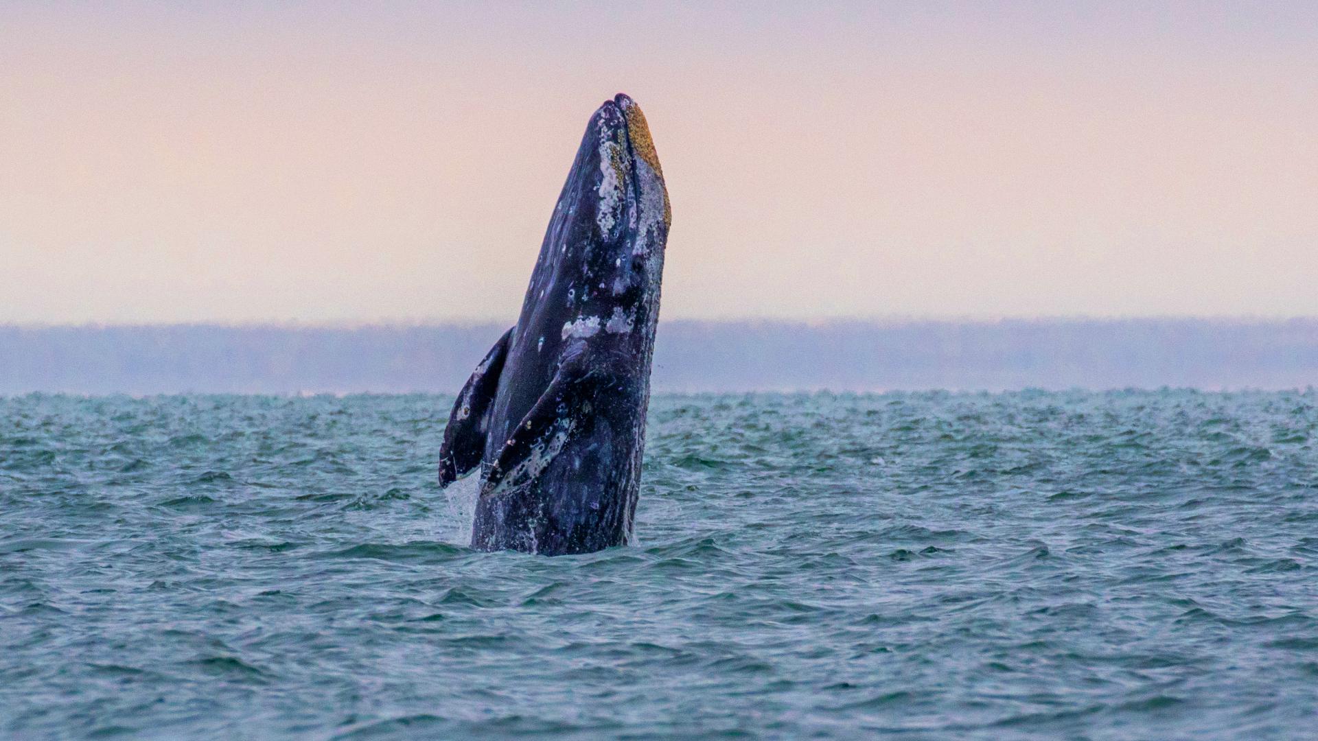 Whale Watch Week returns for spring break 2026 amid historically low ...