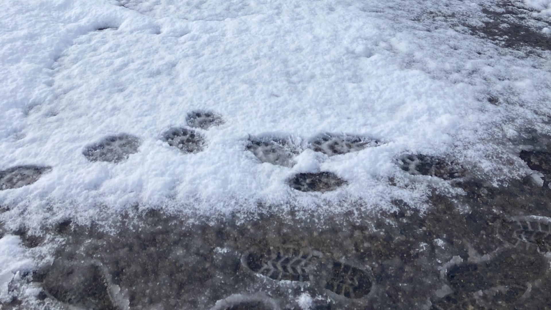 Fourth wolverine sighting reported in Oregon | kgw.com