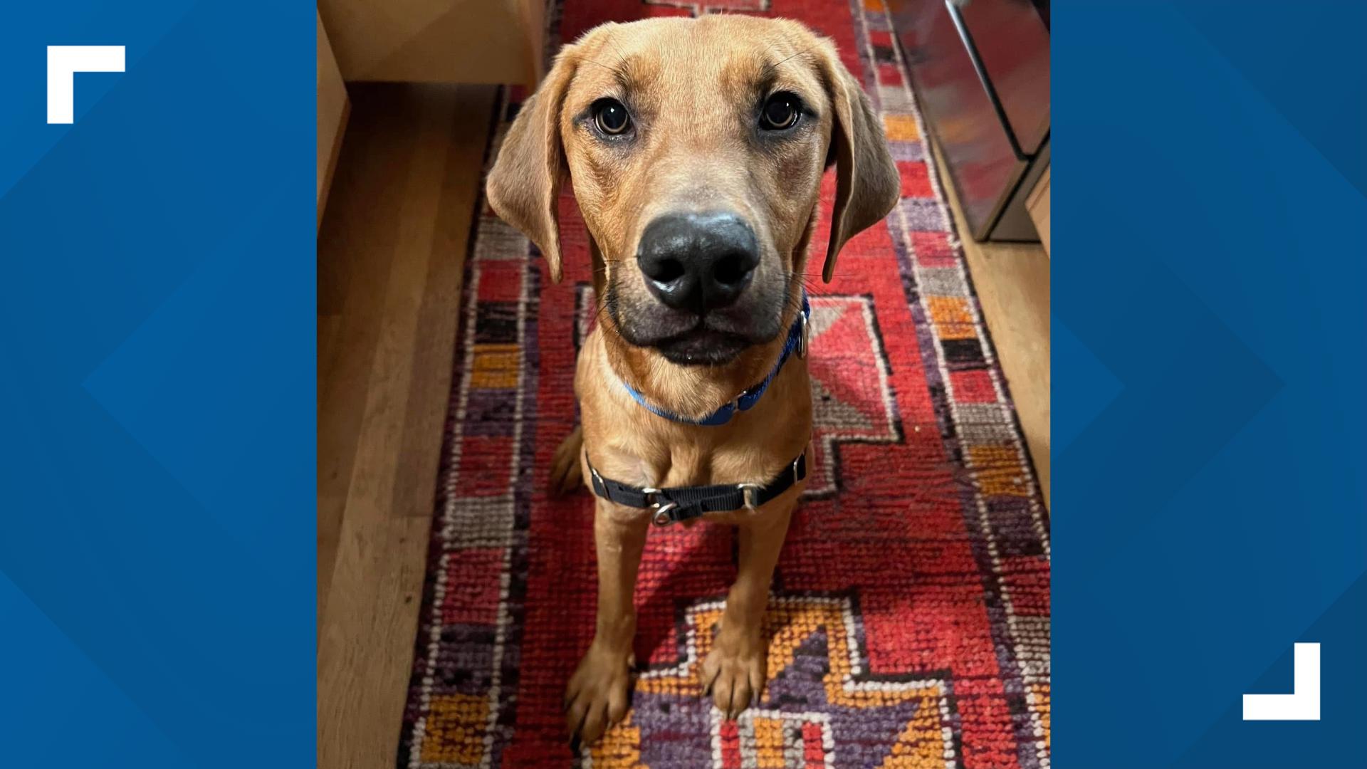 Rescued dogs from Southern California wildfires seek forever homes ...