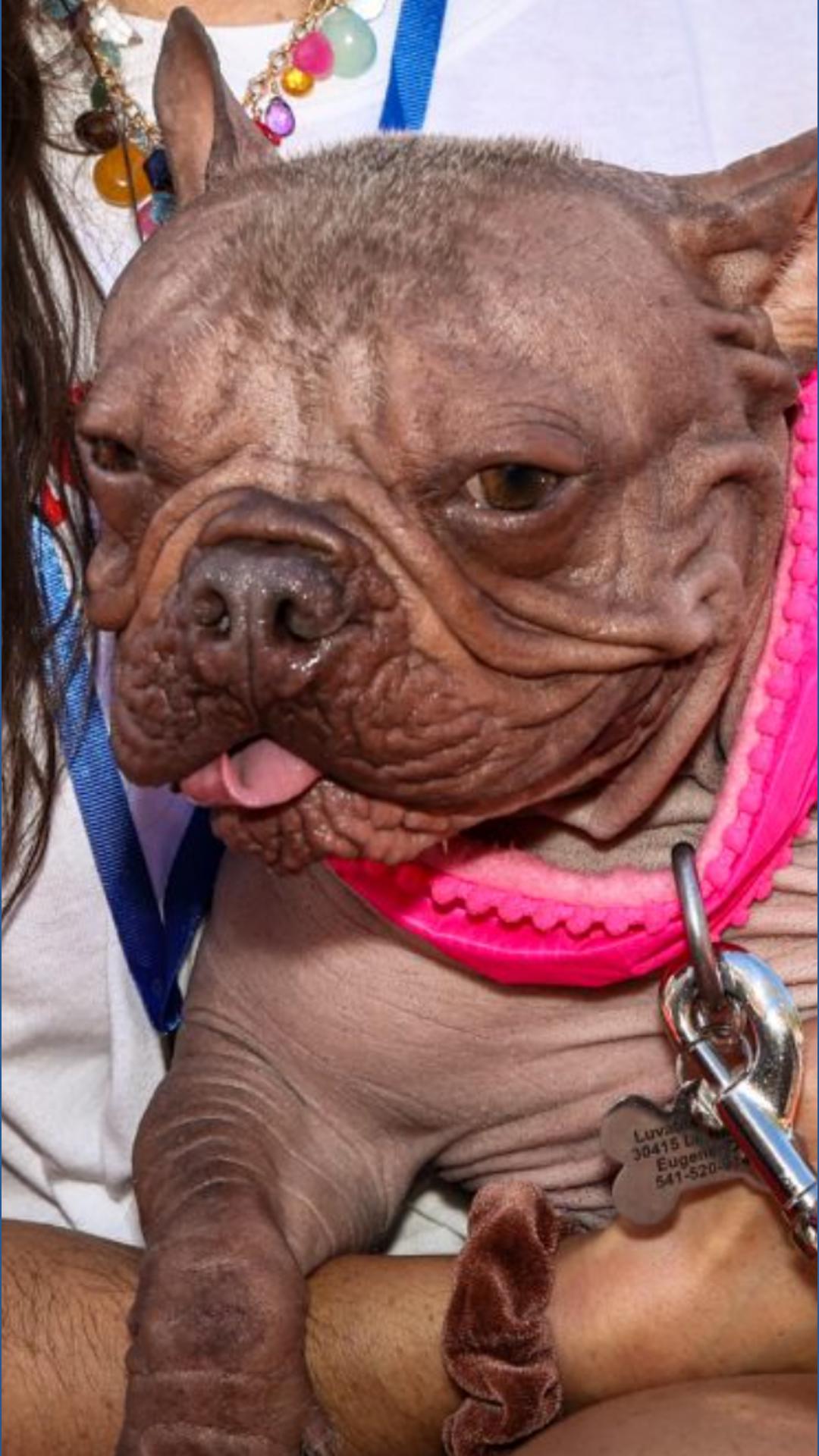 Oregon dog wins World's Ugliest Dog Contest 2025 | kgw.com