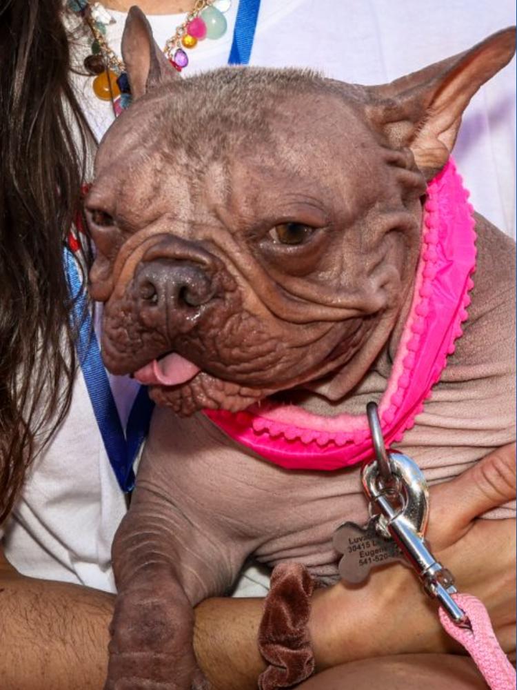 Oregon dog wins World's Ugliest Dog Contest 2025 | kgw.com