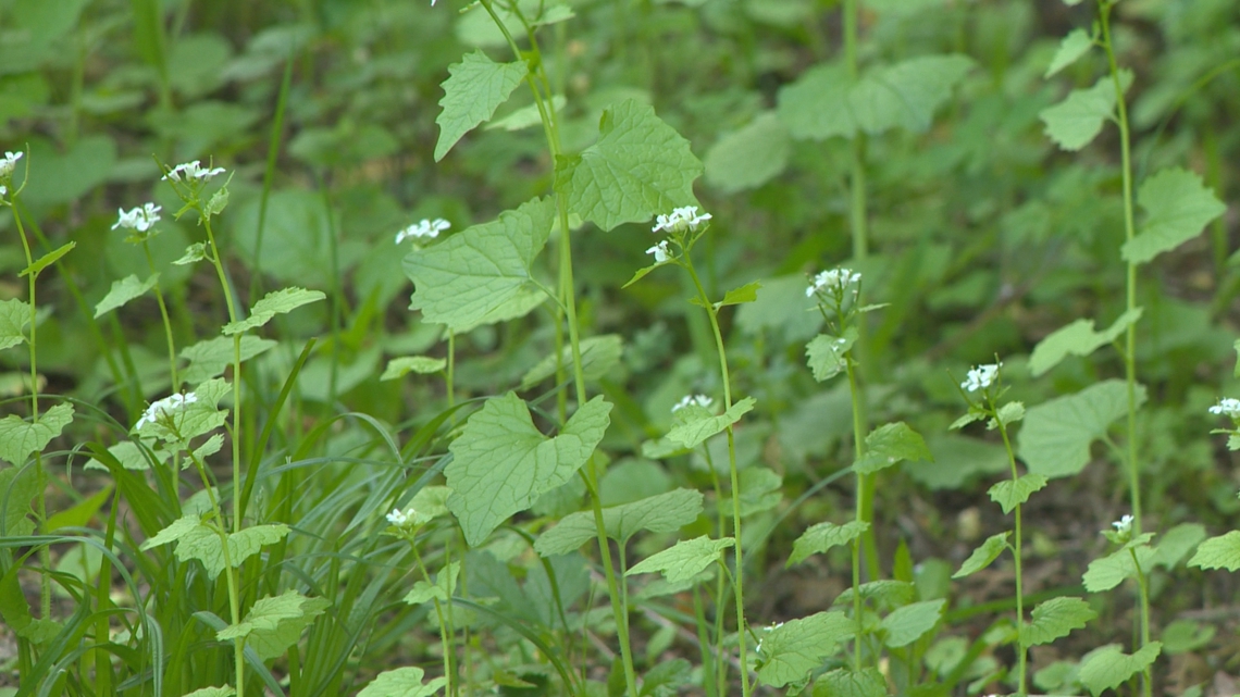Portland conservation group battles garlic mustard, an invasive plant ...