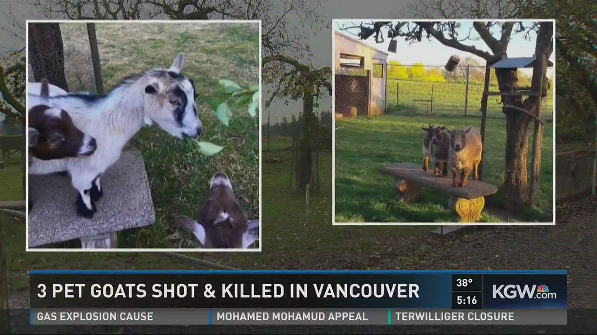 Pet goats shot to death in Vancouver yard | kgw.com