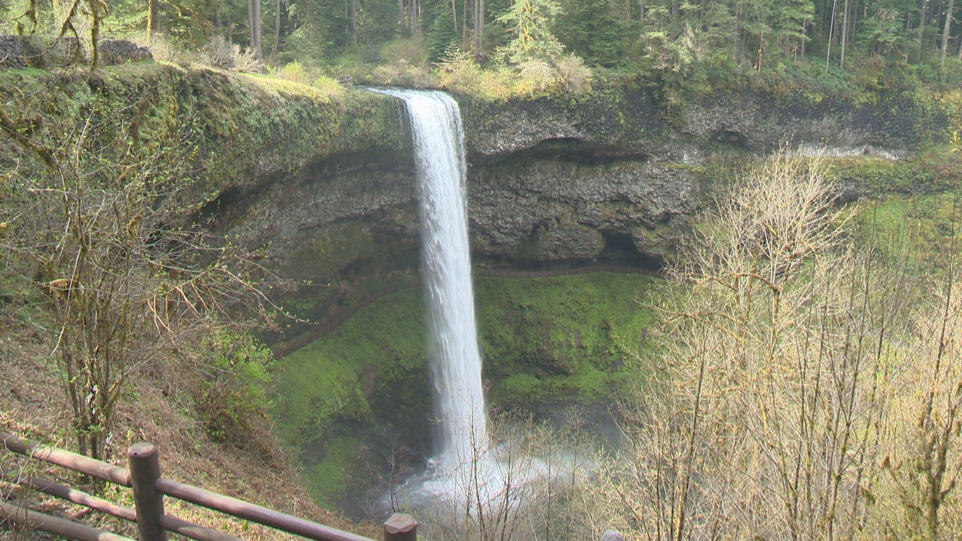 Birding and Wildflower Fest coming up at Silver Falls State Park | kgw.com