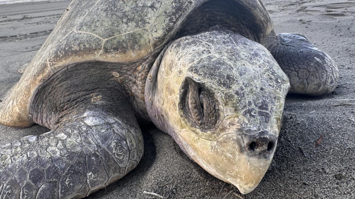 Dead sea turtle found on Oregon Coast | kgw.com