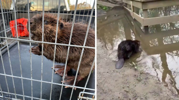 Lost beaver in Hillsboro relocated | kgw.com