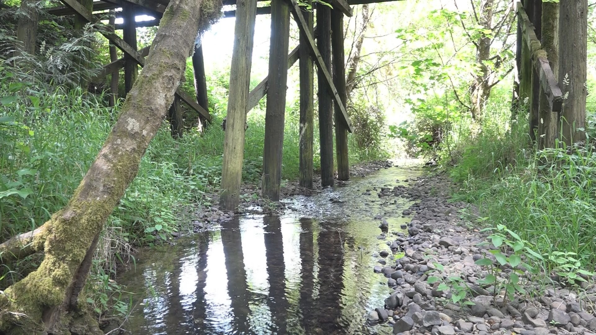 Salmonberry Trail connecting Banks, Oregon to coast | kgw.com