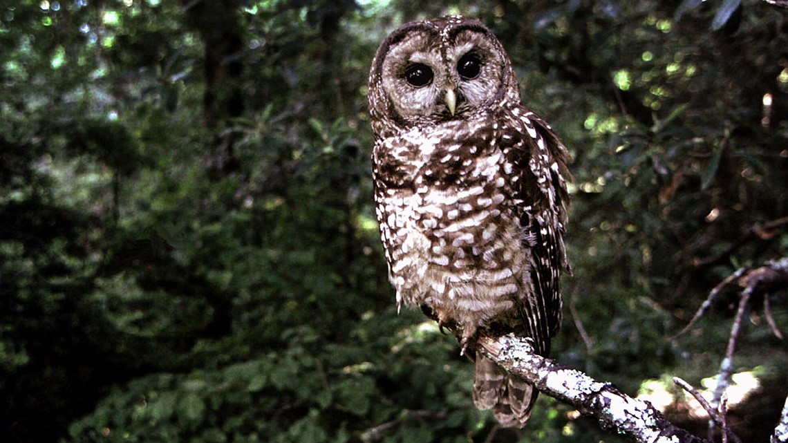 Conservation nonprofit says Trump cuts threaten Oregon's spotted owl ...