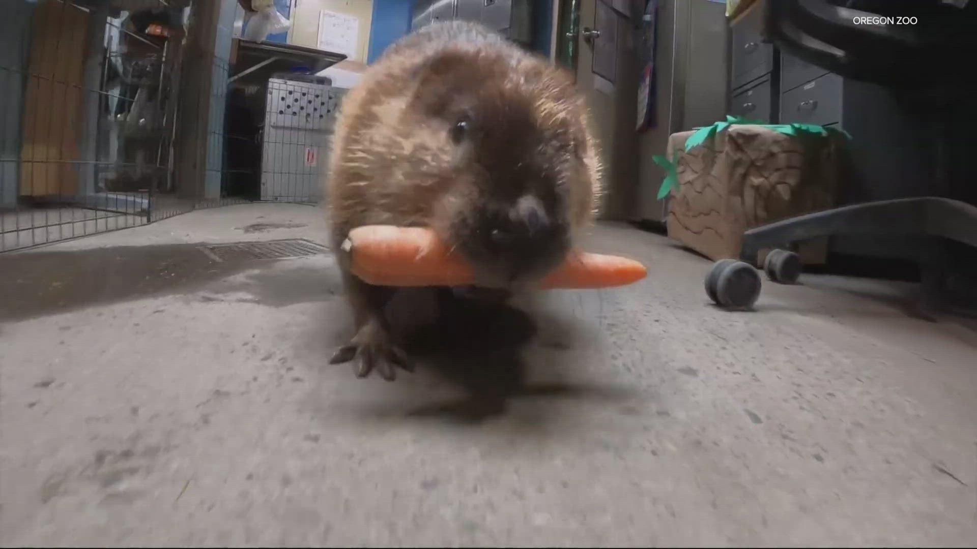 Maple the beaver at Oregon Zoo celebrates 9th birthday | kgw.com