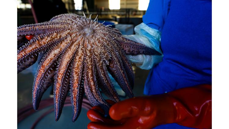 Scientists find cause of 'sea star wasting disease' that caused Pacific ...