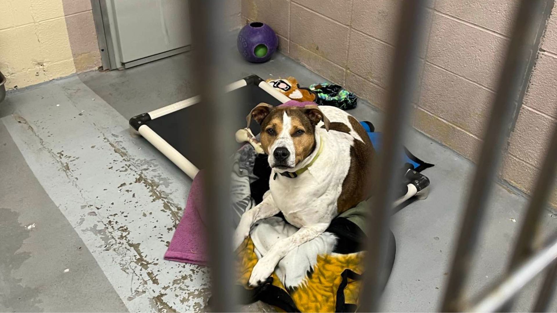 Months-long surge in surrendered dogs overwhelms Multnomah County ...