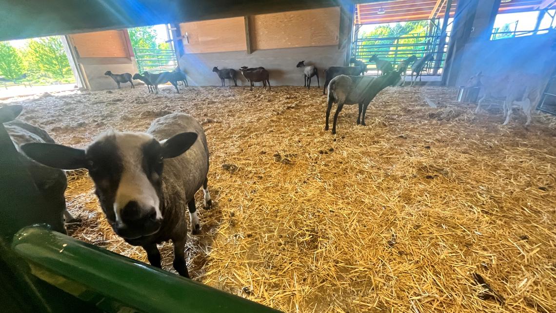 Portland Community College opens new barn for vet tech students | kgw.com