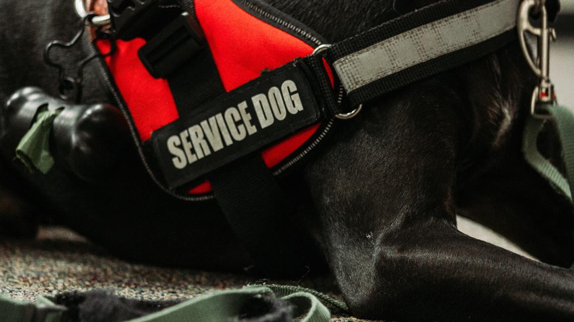 New Uber setting aims to curb ride cancellations for service animal ...